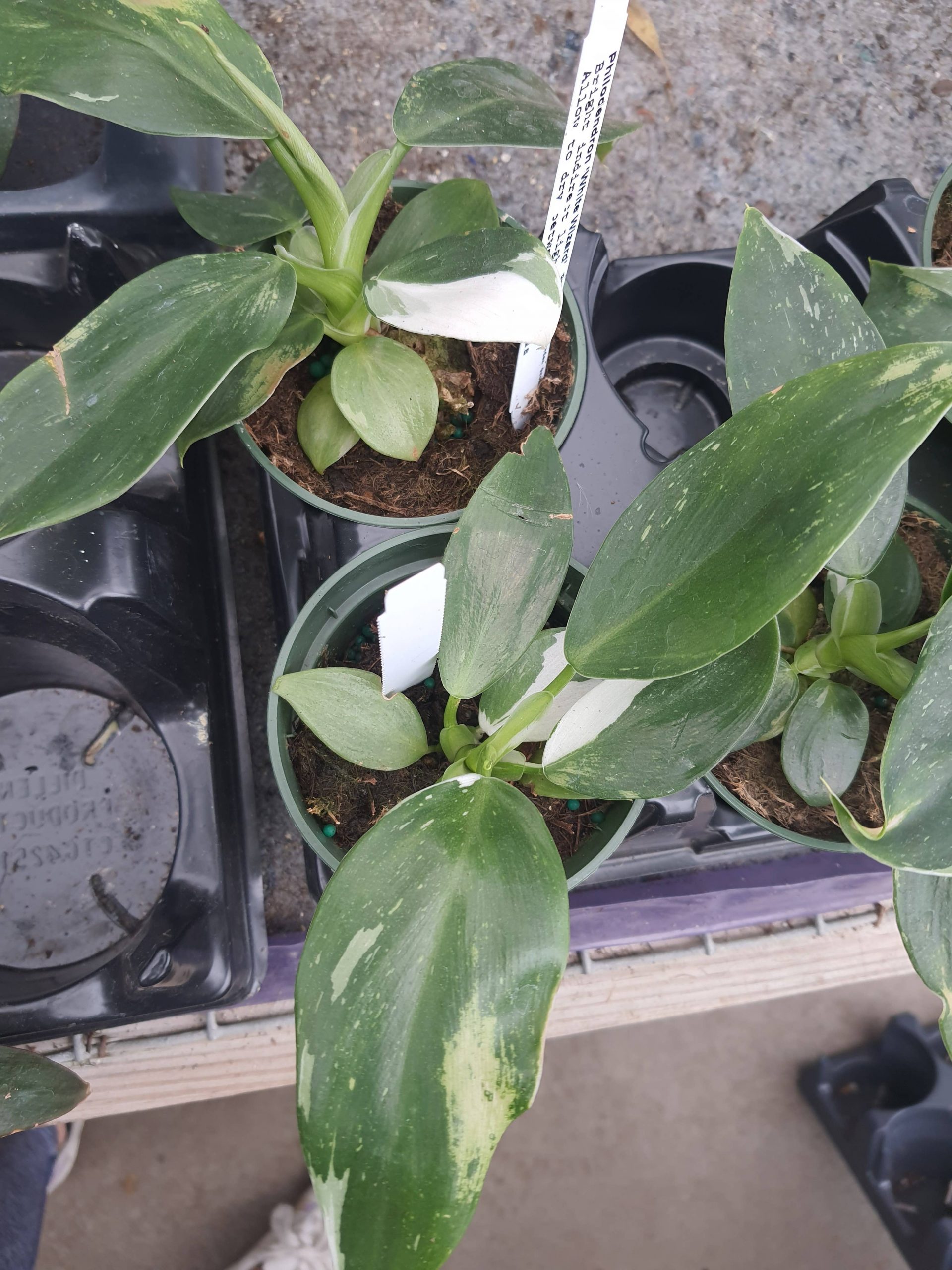 Philodendron White Wizard Variegated House Plant Rare Rooted Cutting ...