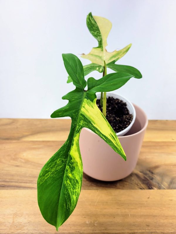 Philodendron Florida Beauty, Variegated, Rare Live Plant | CannaBliss ...