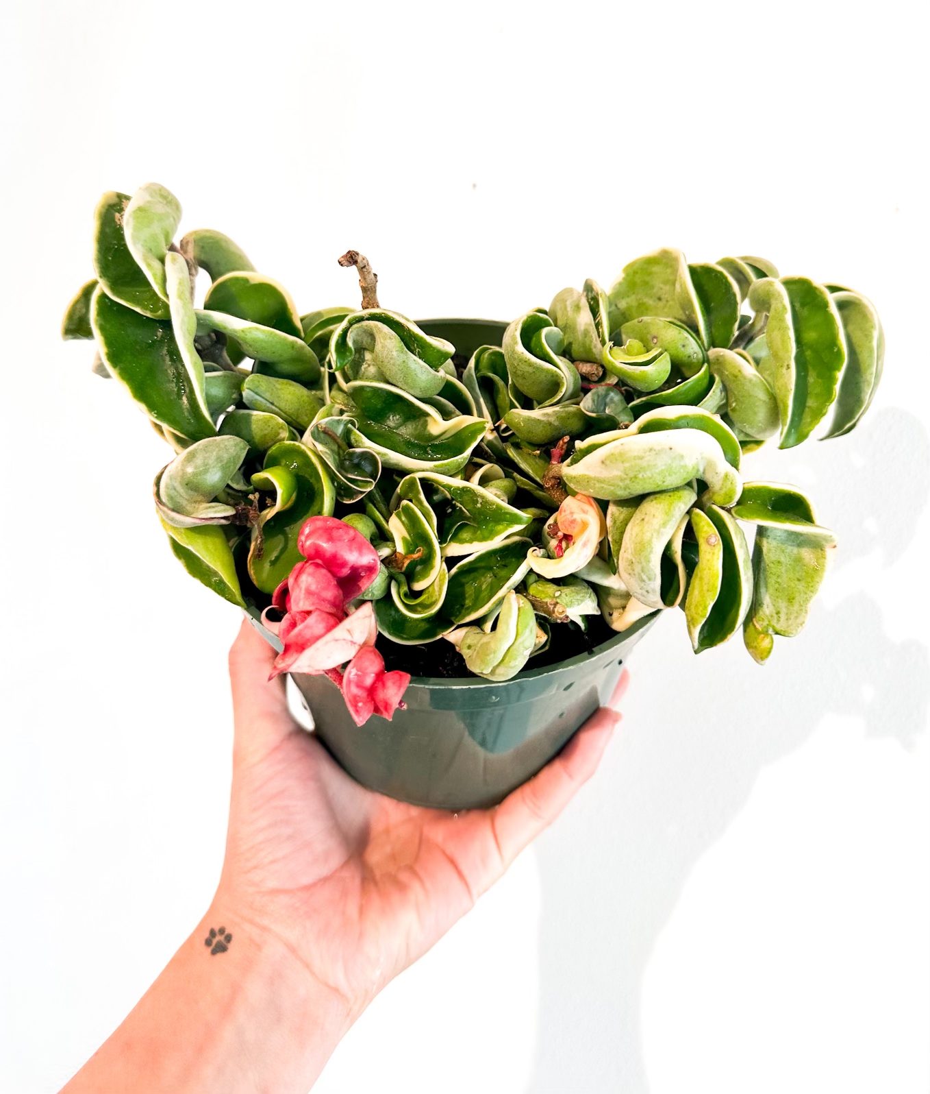 Variegated Hoya Carnosa Compacta "Hindu Rope" | CannaBliss Farmacy CBD ...